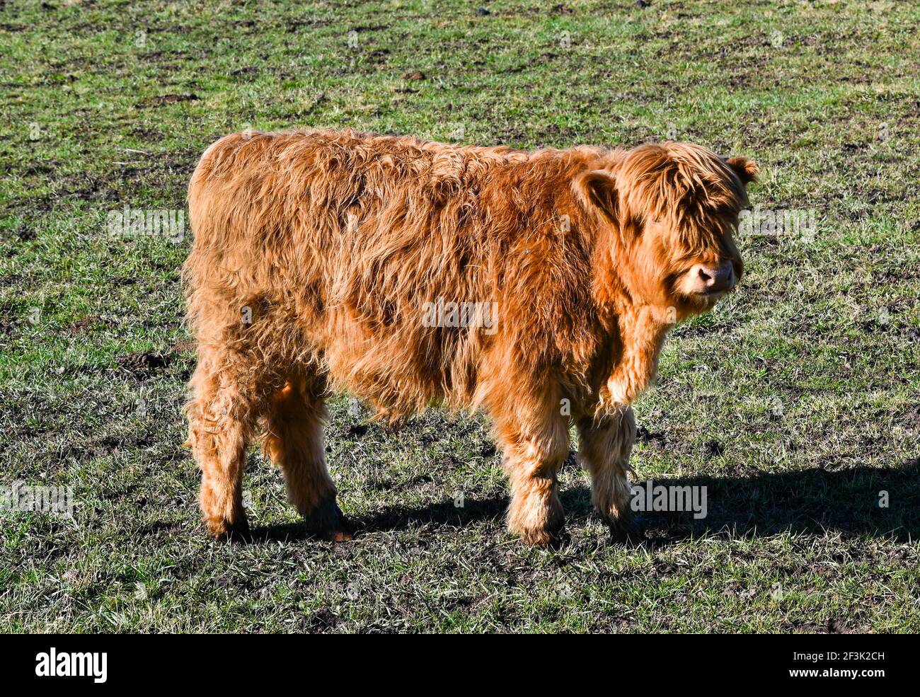 Scottish highland cows in a meadow. Baden Wuerttemberg, Germany, Europe ...