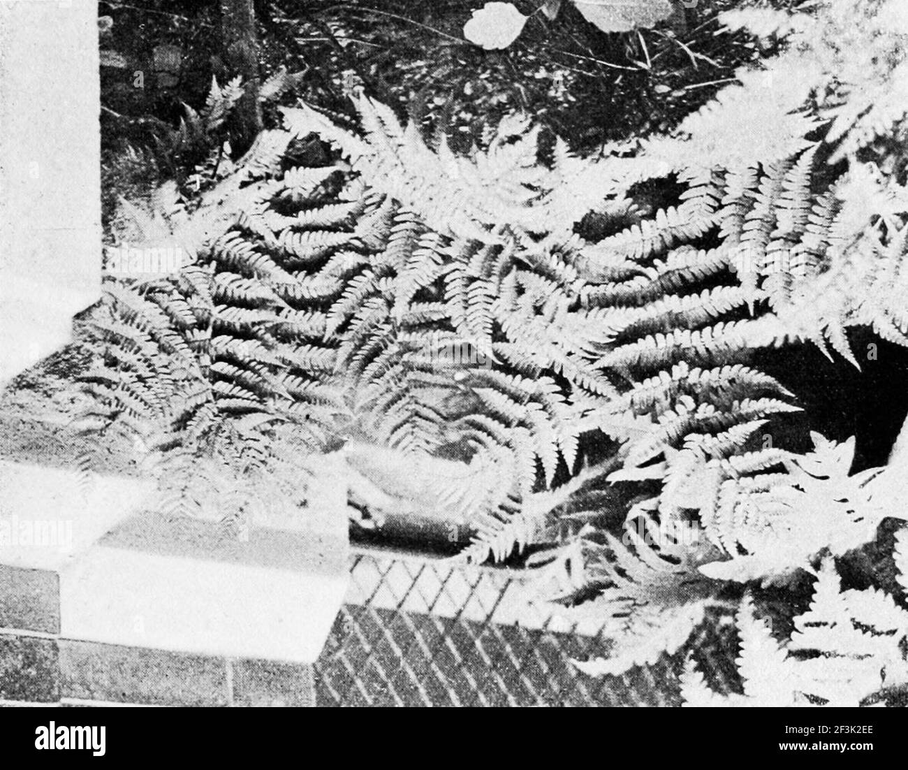 A corner of the fernery Stock Photo - Alamy