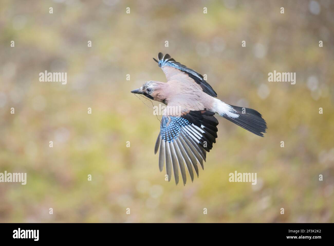 Eurasian jay flying hi-res stock photography and images - Alamy