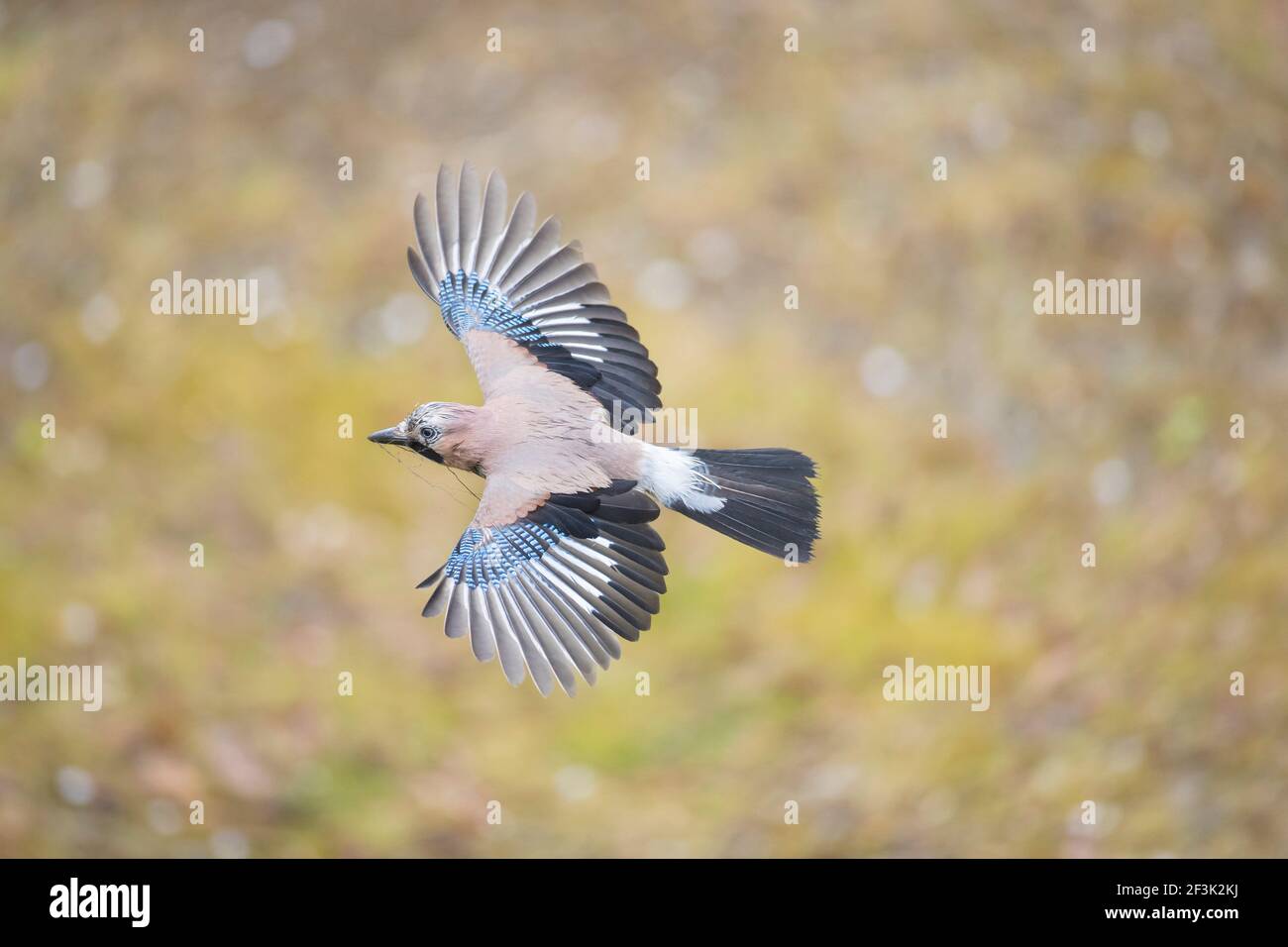 Eurasian jay flying hi-res stock photography and images - Alamy