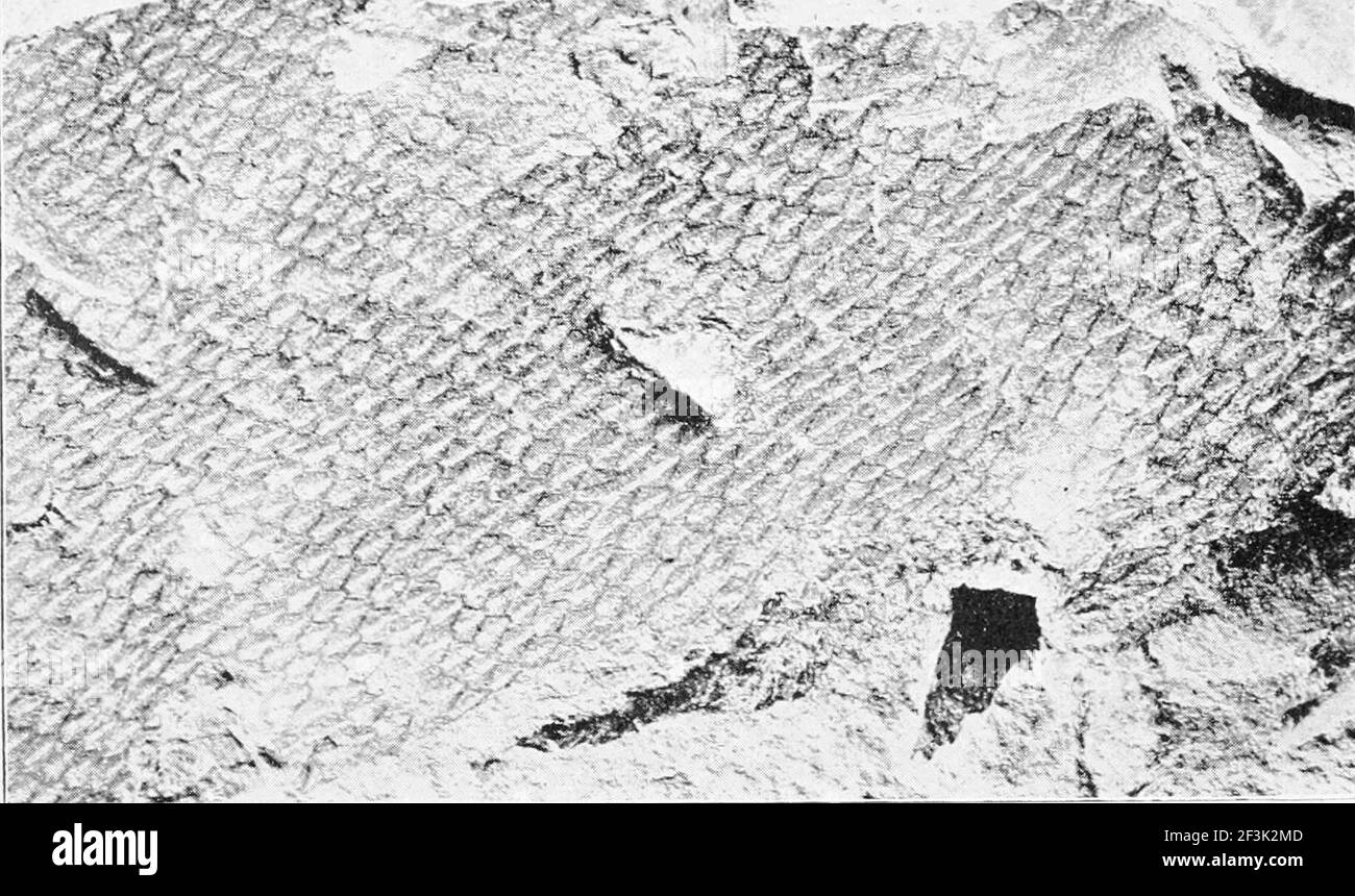 Fragment of scaled skin of mosasaurs Stock Photo - Alamy