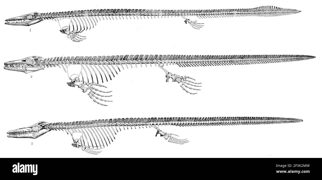 Mosasaurs hi-res stock photography and images - Alamy