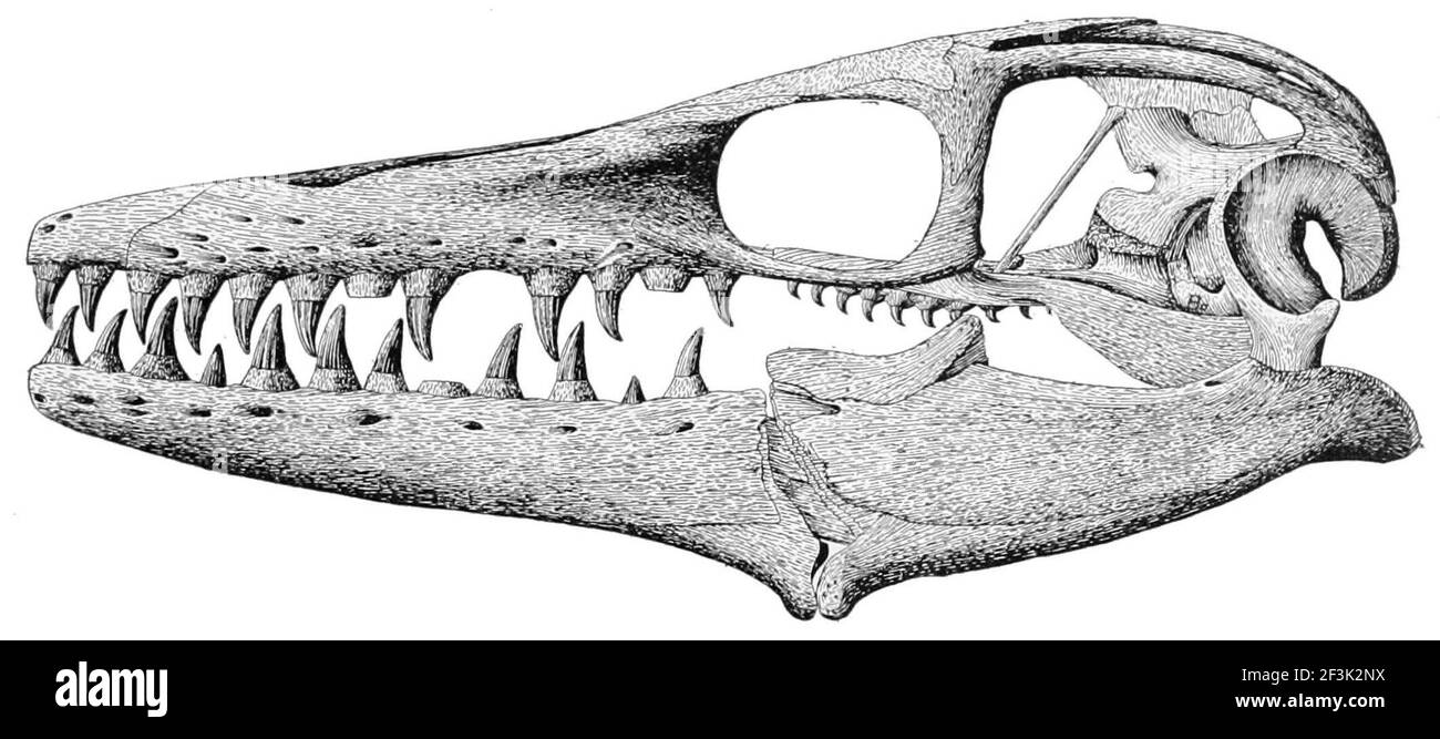 Skull of platecarpus coryphaeus Stock Photo - Alamy
