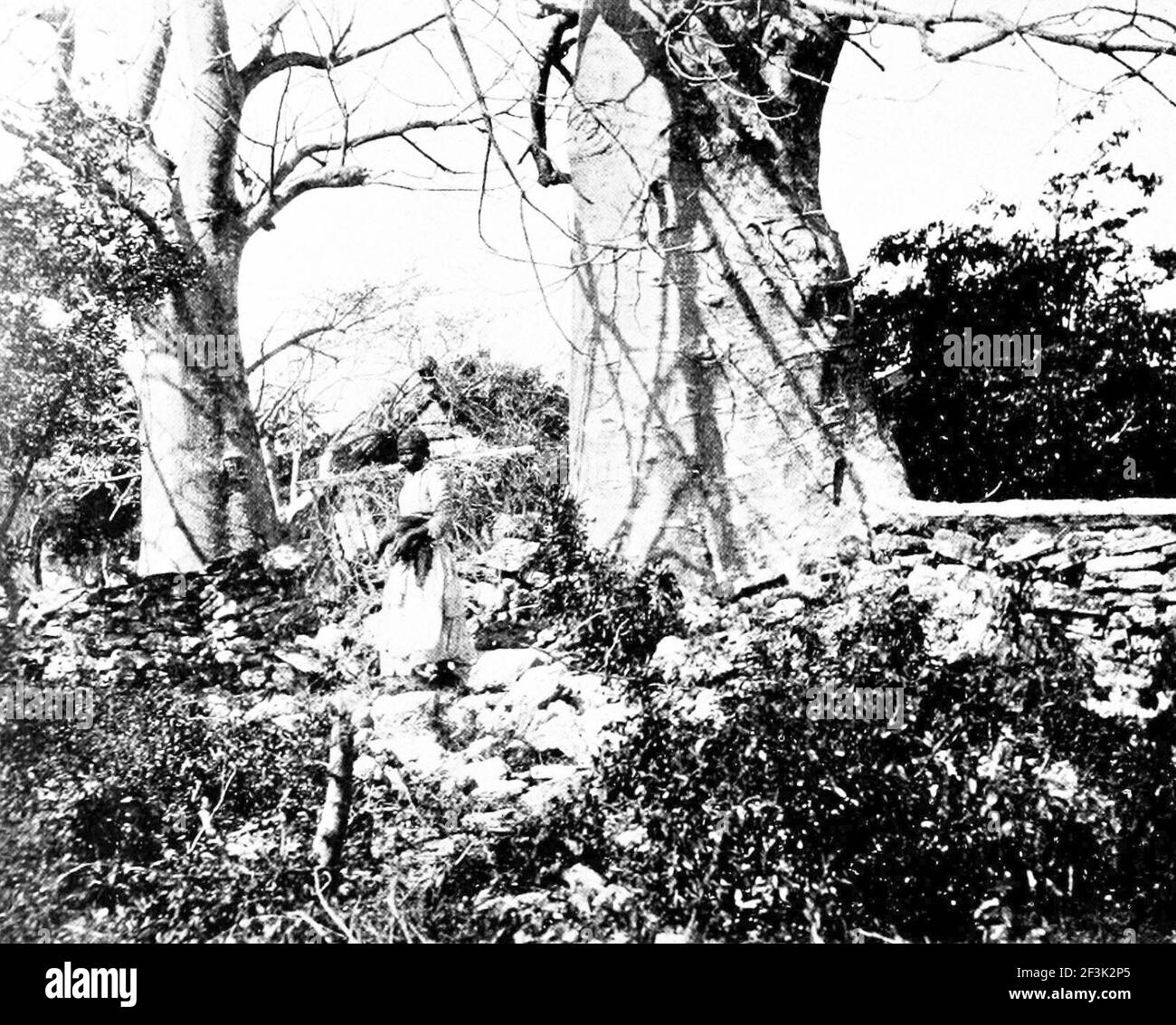 Monkey tamarind trees Stock Photo - Alamy