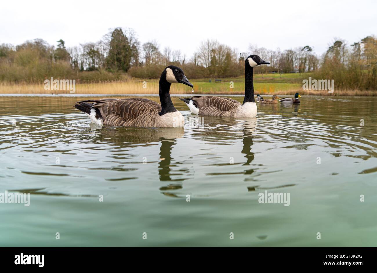 Canadian Geese Goose Low Level close up water level view portrait ...