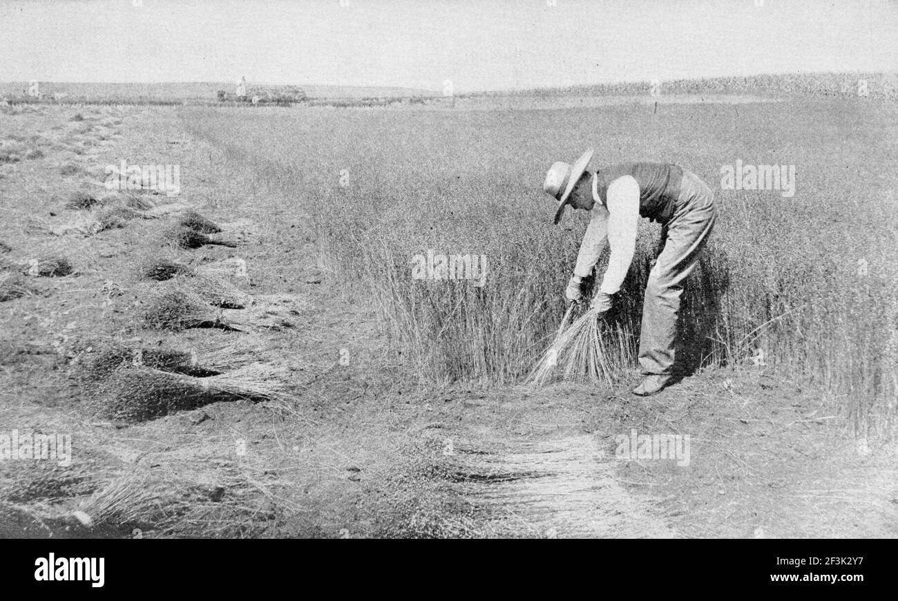 Flax pulling hi-res stock photography and images - Alamy