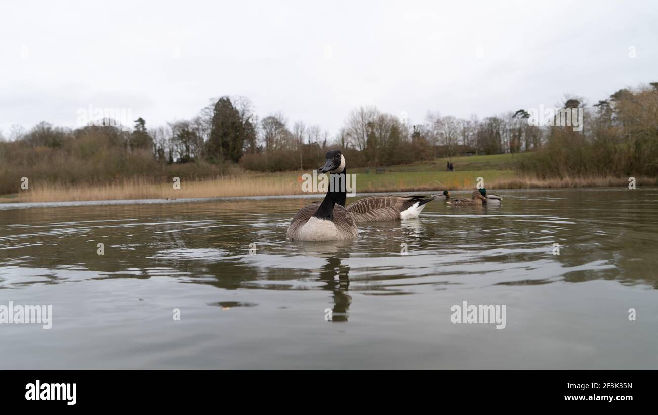Canadian Geese Goose Low Level close up water level view portrait ...