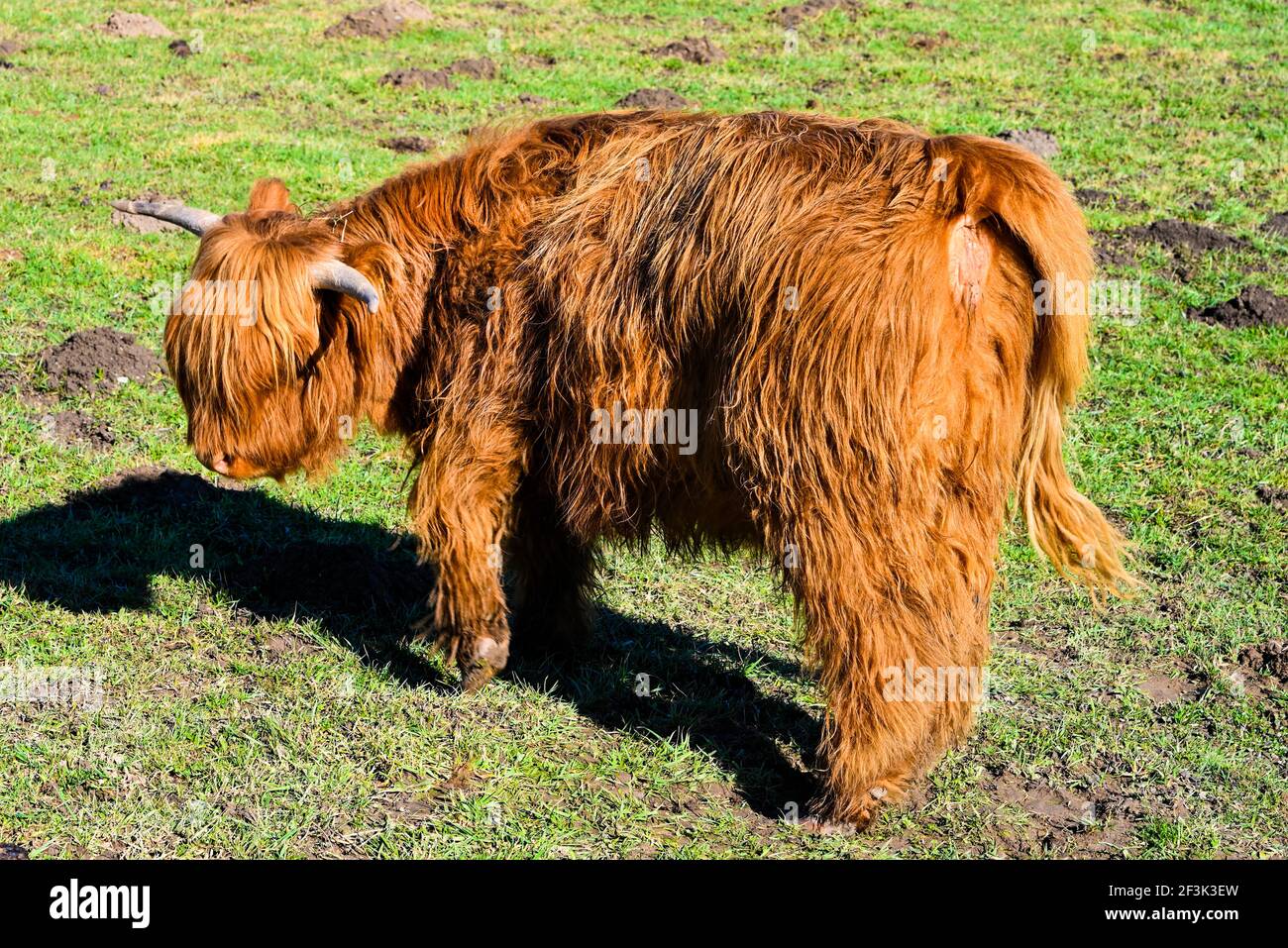 Scottish Beef High Resolution Stock Photography and Images - Alamy