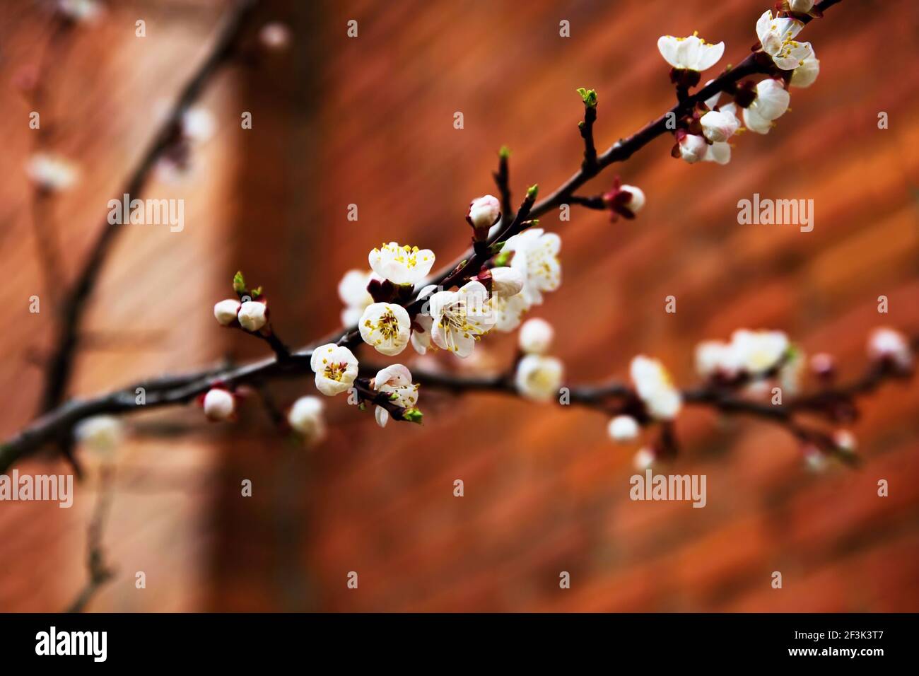 Twig with blossoming apricot bud on blurry brick wall Stock Photo - Alamy