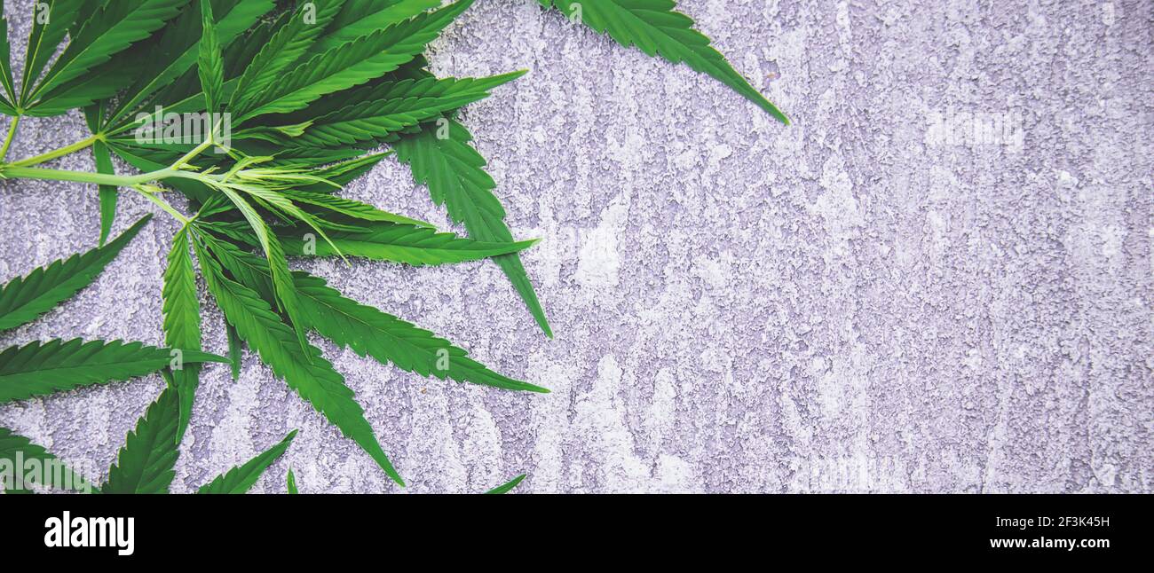 Cannabis leaves on concrete background. Selective focus. nature Stock ...