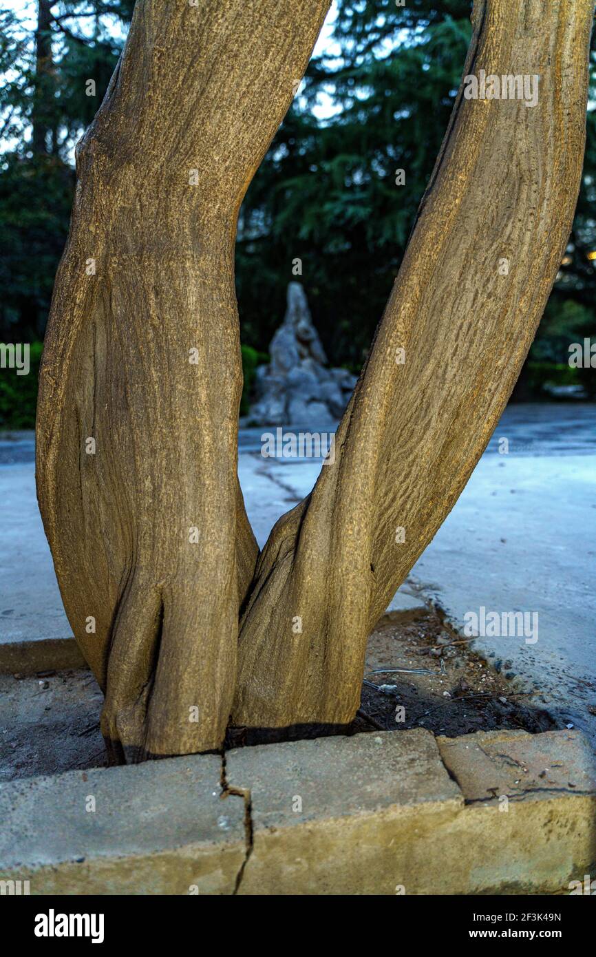 Tree empty trunk half root brick cement road park hi-res stock ...