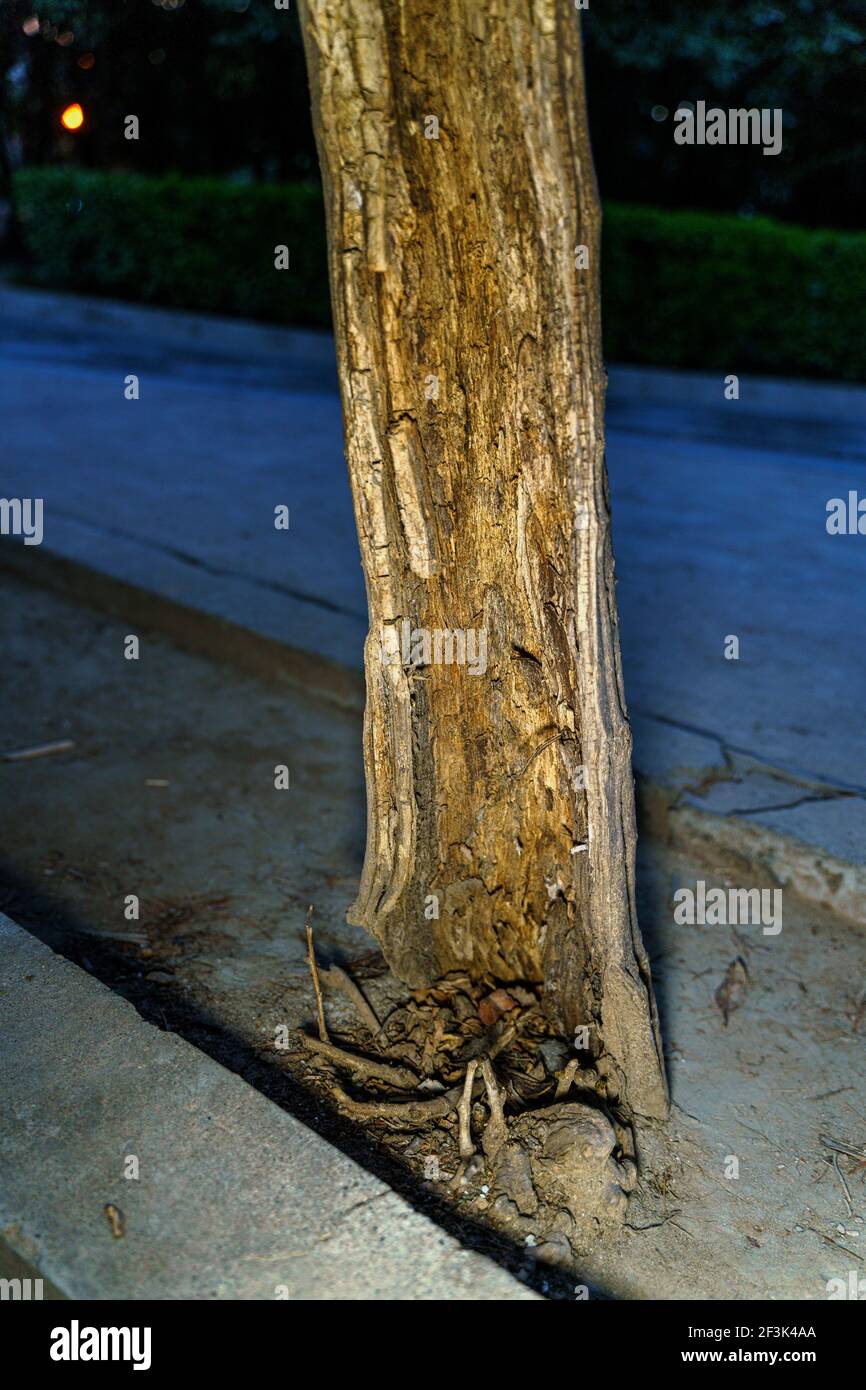 Tree empty trunk half root brick cement road park hi-res stock ...