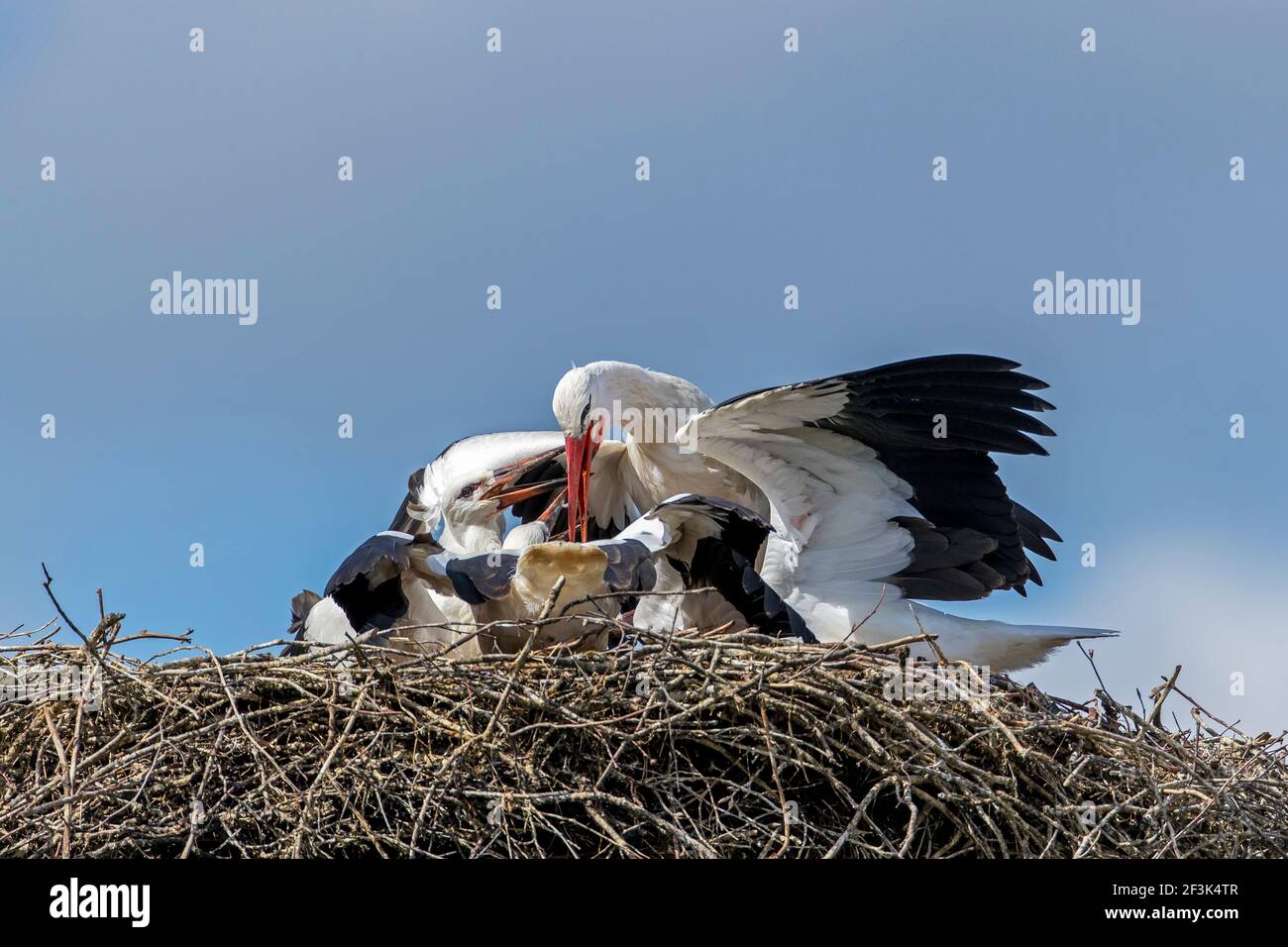 European White Stork (Ciconia ciconia). Parent bird disgorging food for ...
