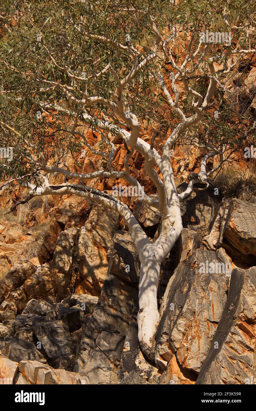 East macdonald ranges hi-res stock photography and images - Alamy