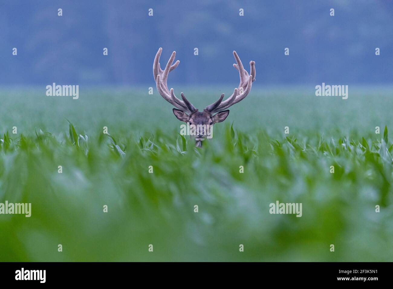 Danmark agriculture hi-res stock photography and images - Alamy