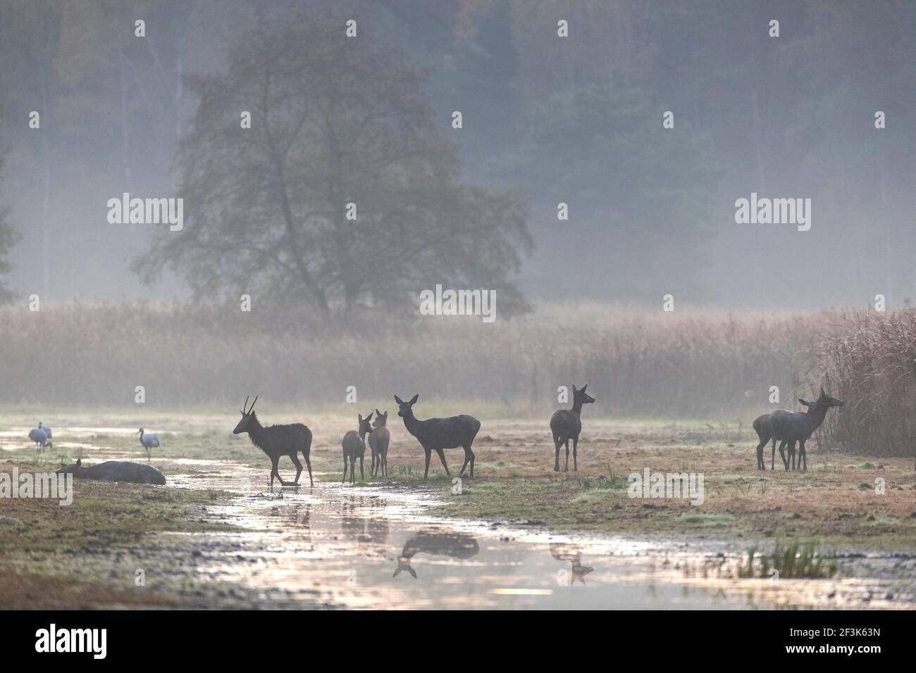 Relaxed deer hi-res stock photography and images - Alamy