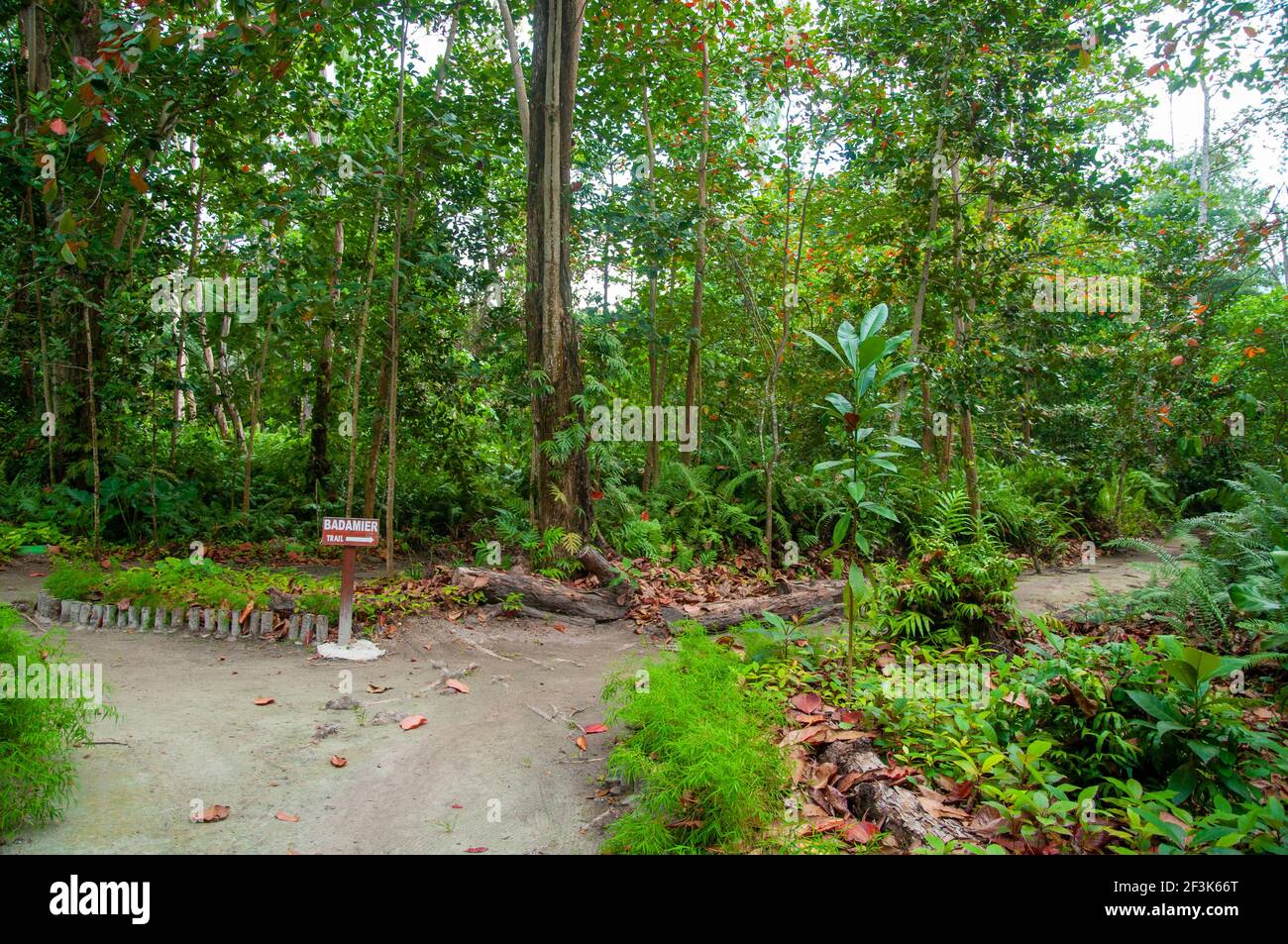 Different paths in forest hi-res stock photography and images - Alamy