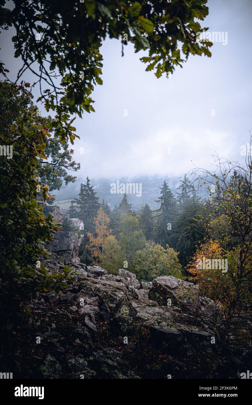A vertical shot of the forest in autumn under a cloudy sky Stock Photo ...