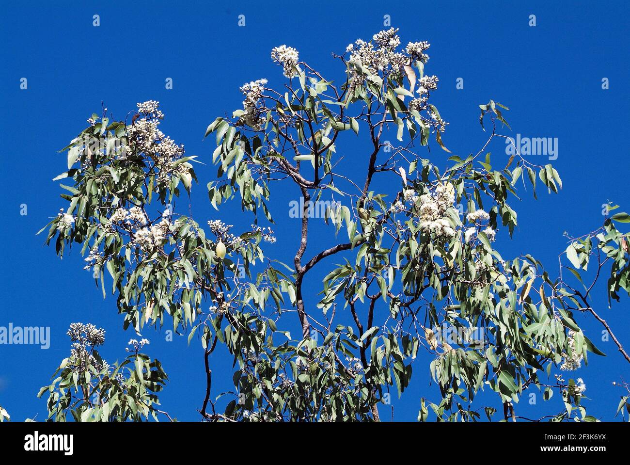 Australia, white blooming eucalyptus tree Stock Photo - Alamy