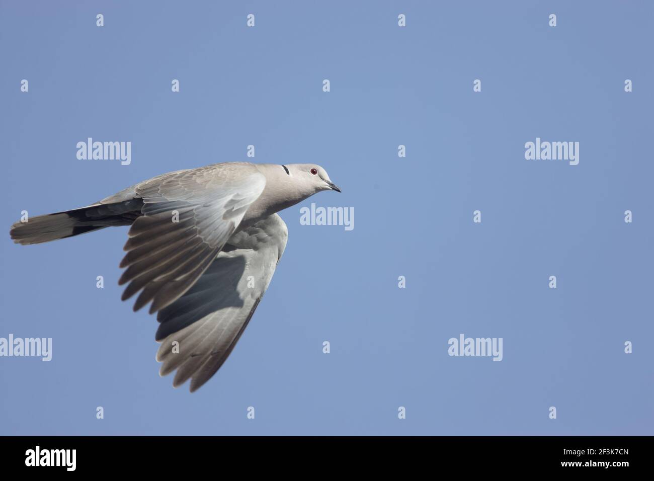 Collared Dove - In flightStreptopelia decaocto Suffolk, UK BI009795 ...