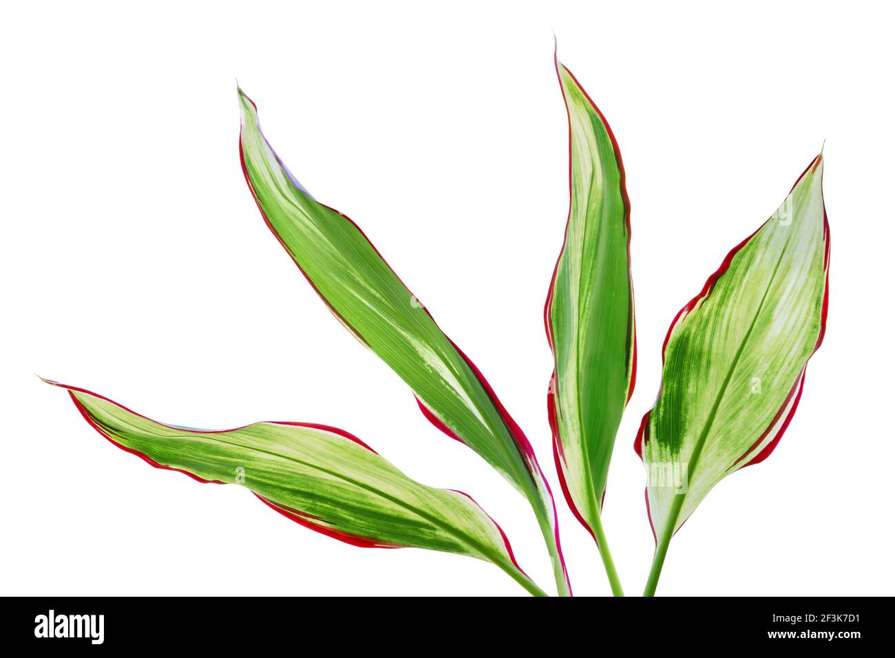 Ti leaf Cut Out Stock Images & Pictures - Alamy