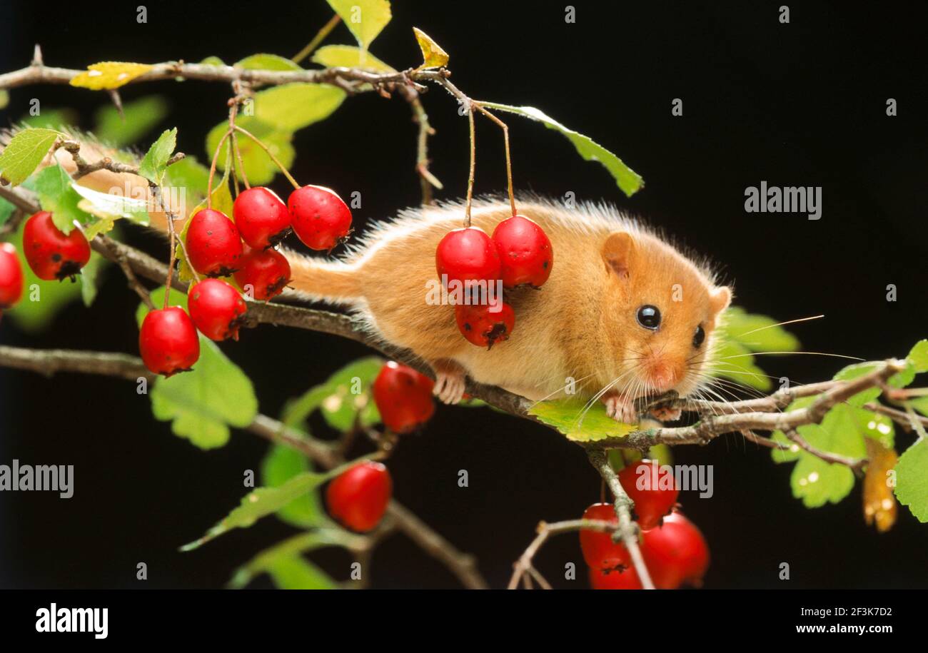 Common Dormouse Hazel Dormouse High Resolution Stock Photography and ...