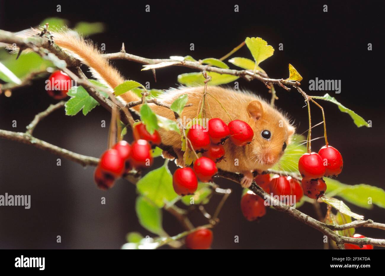 Gliridae hi-res stock photography and images - Alamy