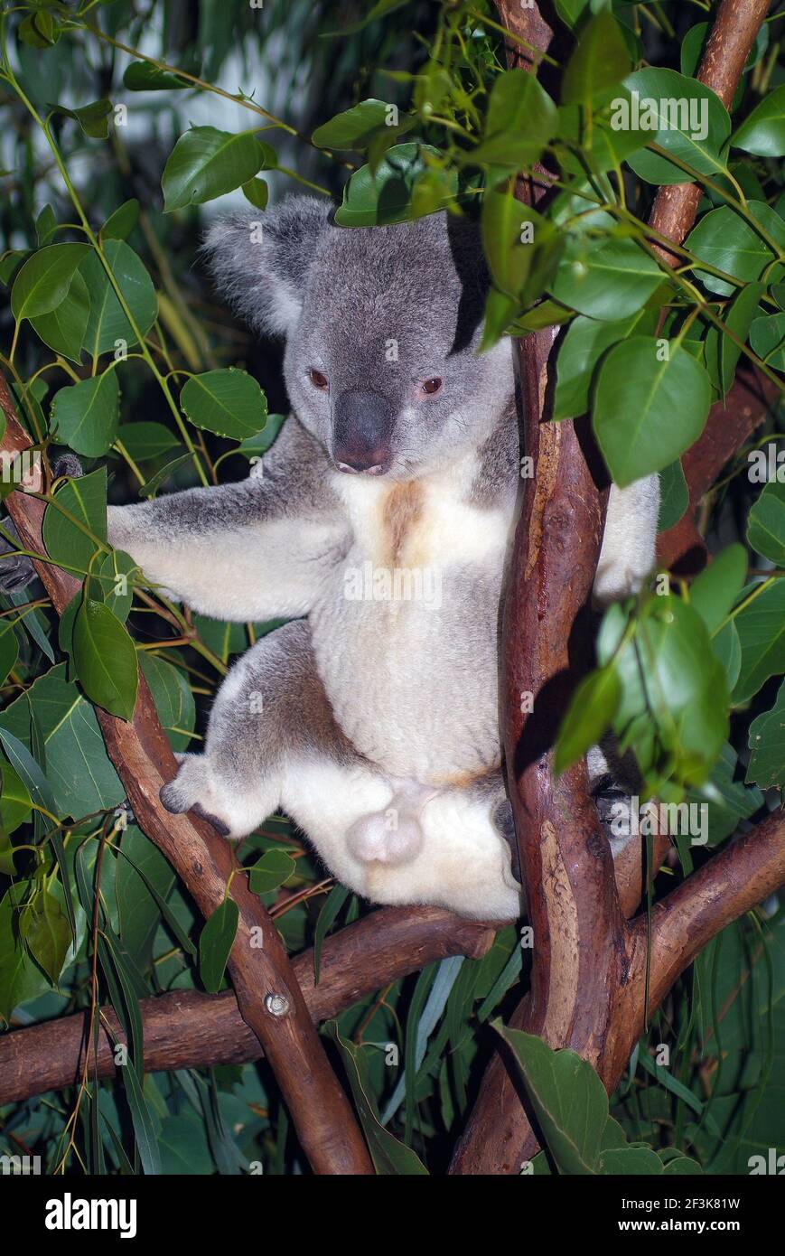 Australia, koala sitting on eucalyptus tree Stock Photo - Alamy