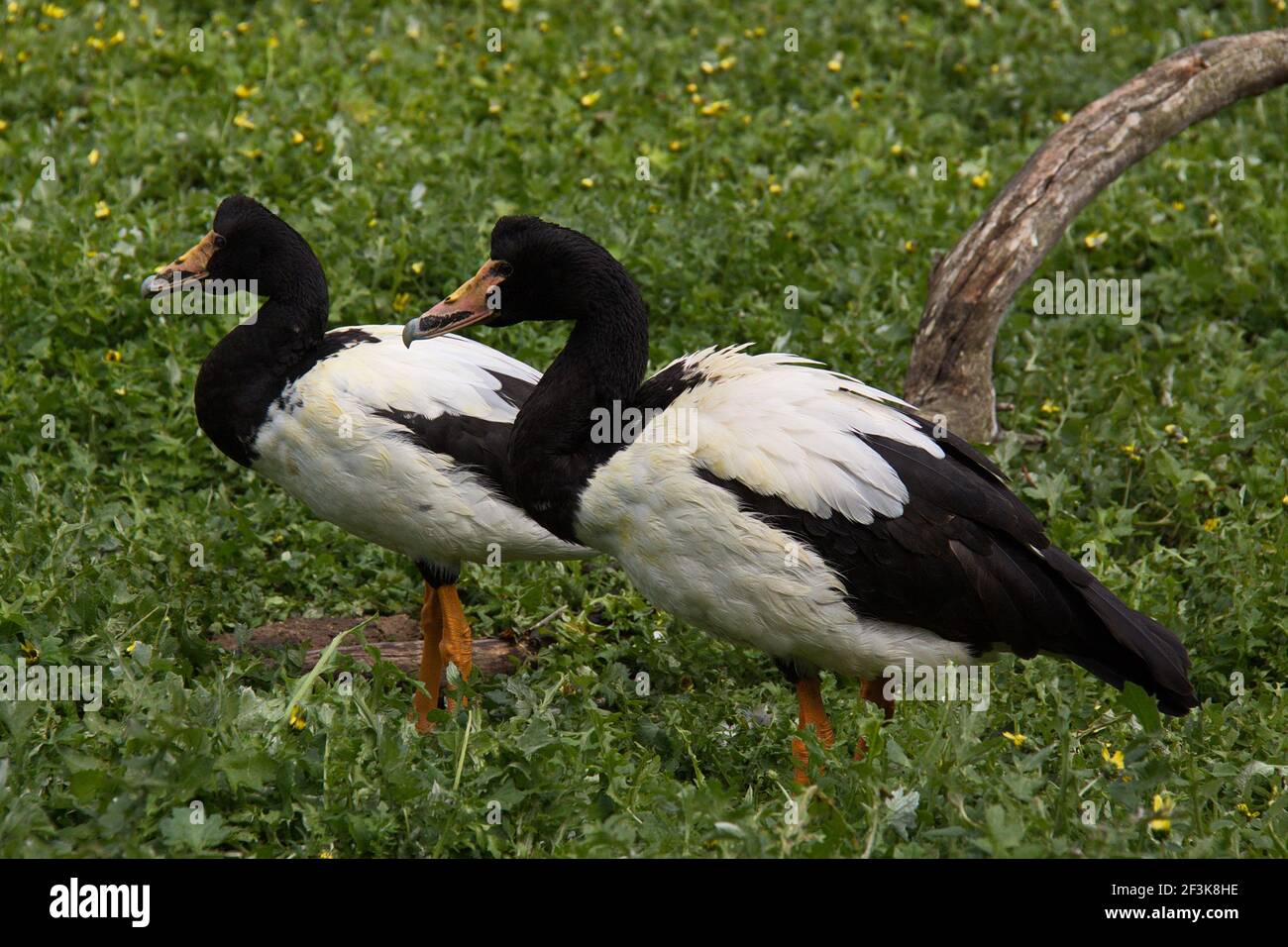 Magpie Goose in Northern Territory in Australia Stock Photo - Alamy