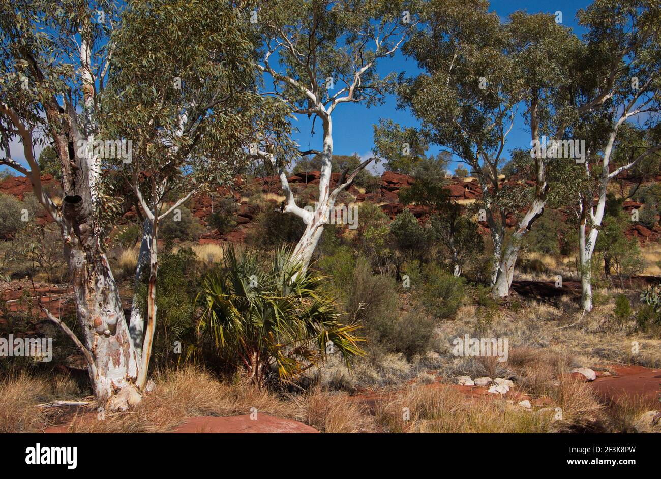 Landscape in the Australian Outback Stock Photo - Alamy