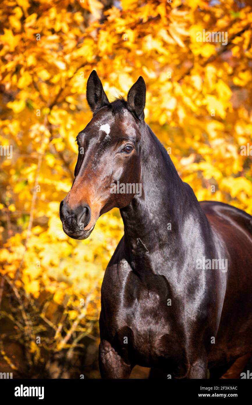 Oldenburg germany autumn in oldenburg hi-res stock photography and ...
