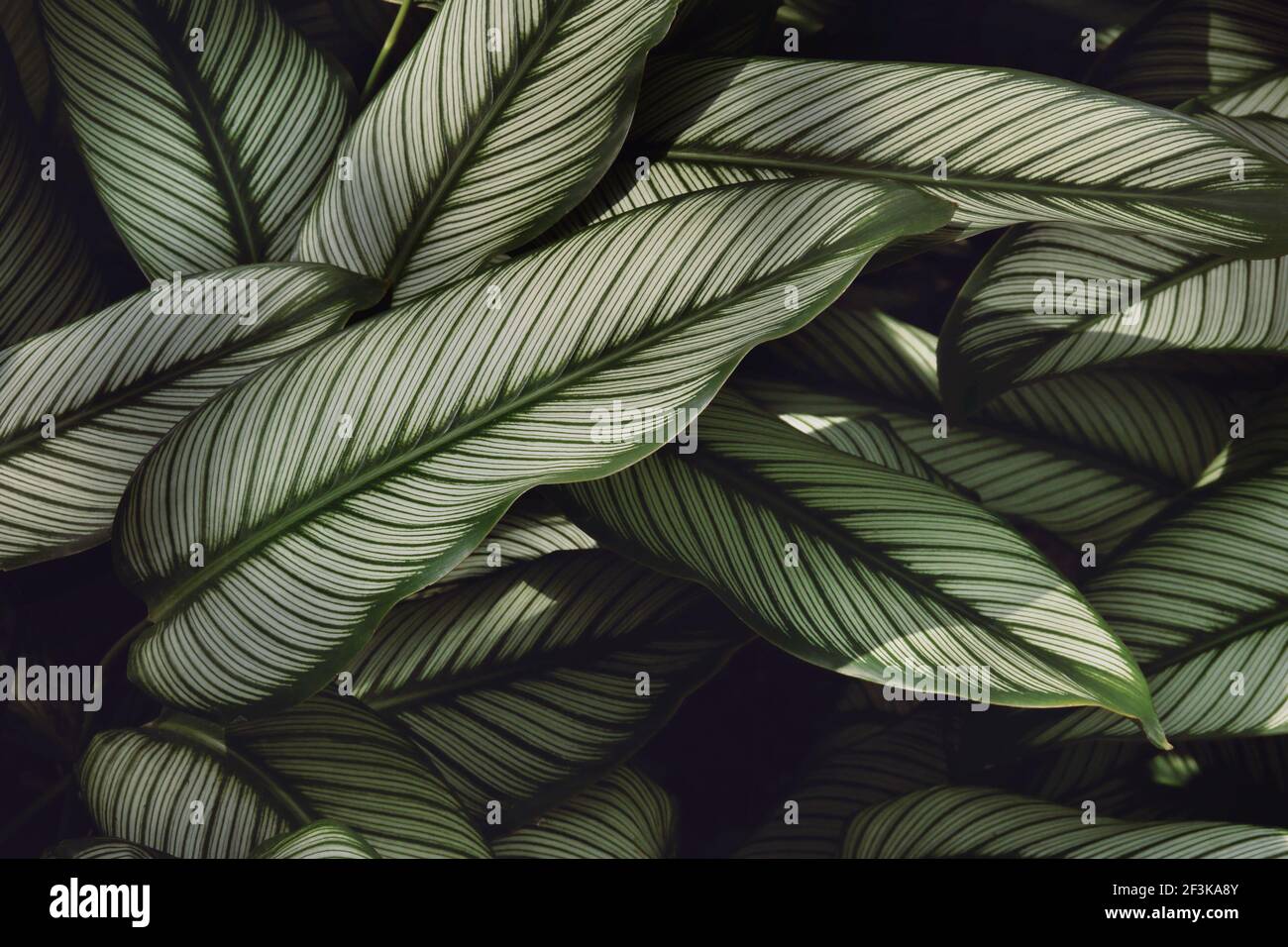 Lush Tropical Leaves of Calathea majestica, Calathea Plant Natural ...