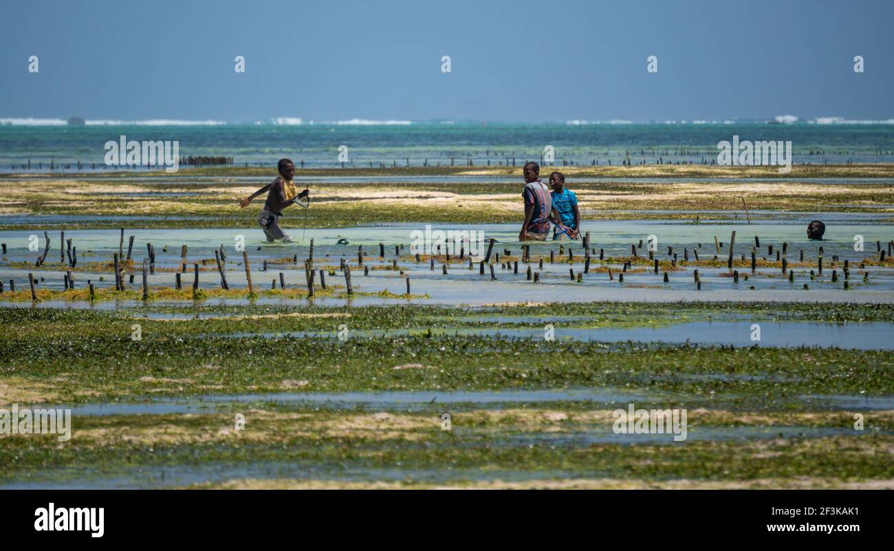 ZANZIBAR, TANZANIA - JANUARY 2020: Black African People working in ...