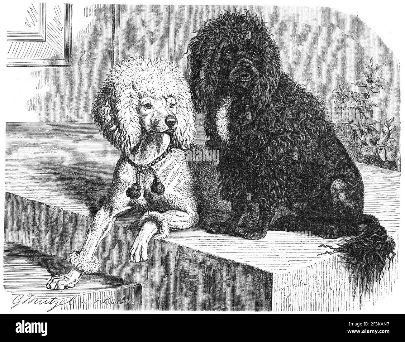 To him pudel hi-res stock photography and images - Alamy