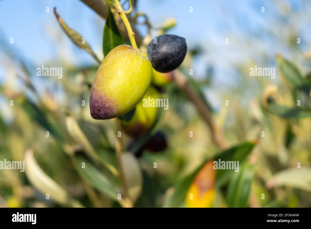 Kalamata Olive High Resolution Stock Photography and Images - Alamy