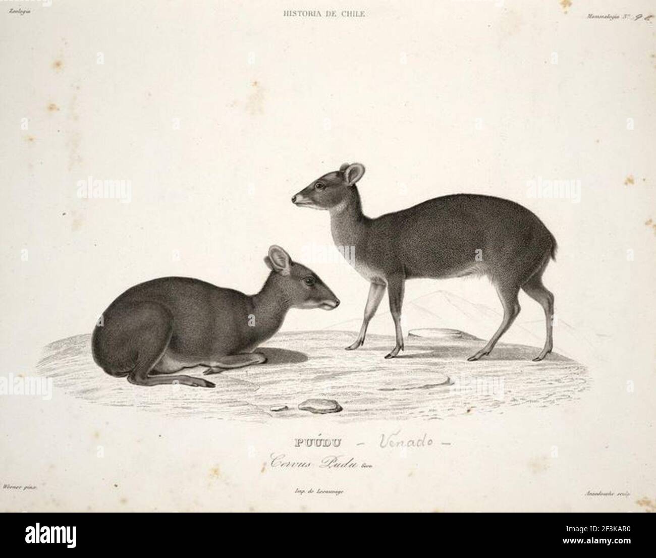 Pudu puda hi-res stock photography and images - Alamy