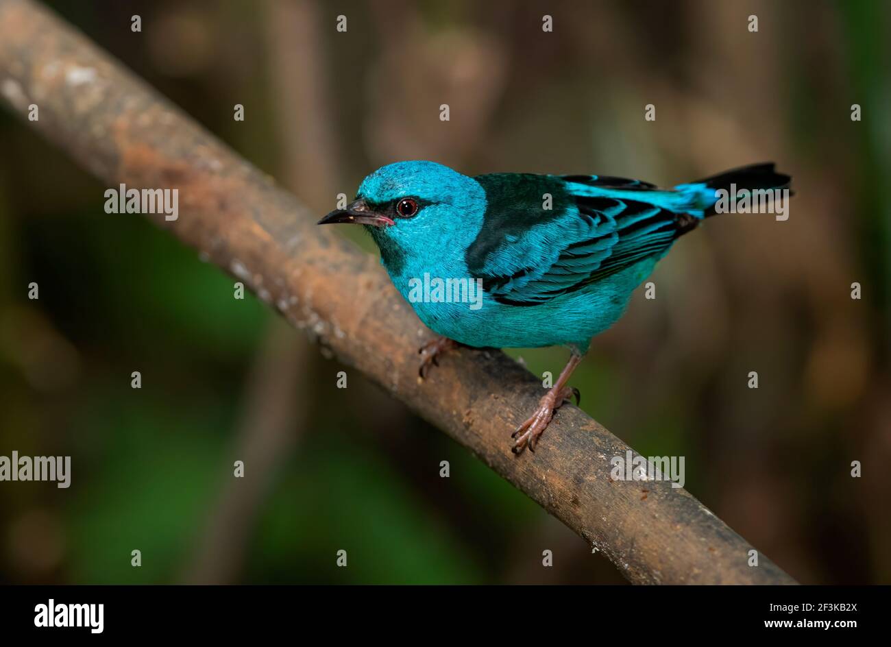 Blue Dacnis (Dacnis cayana) perched on a branch in the rainforests of ...