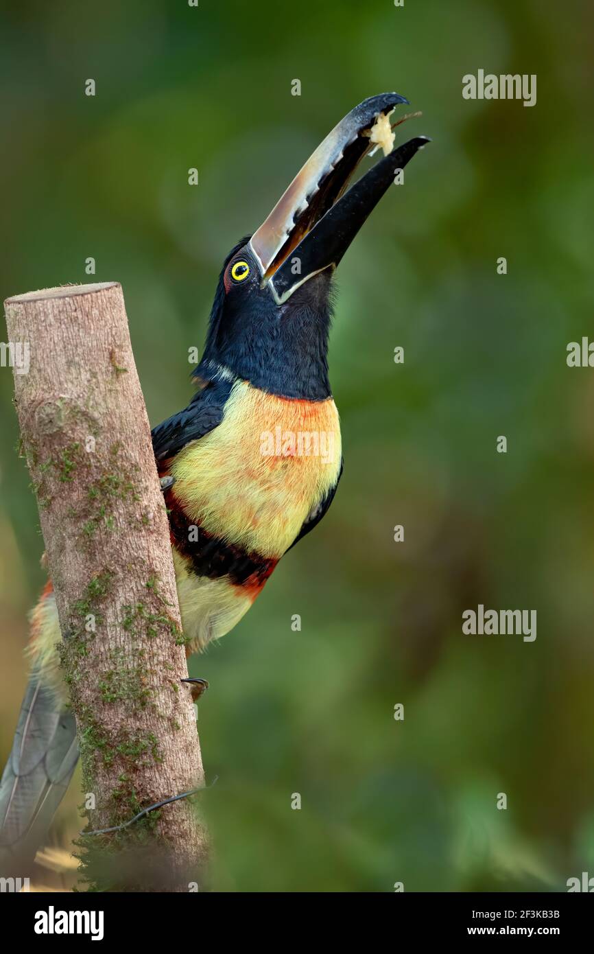 Collared Aracari Toucan (Pteroglossus torquatus) perched on a leafy ...
