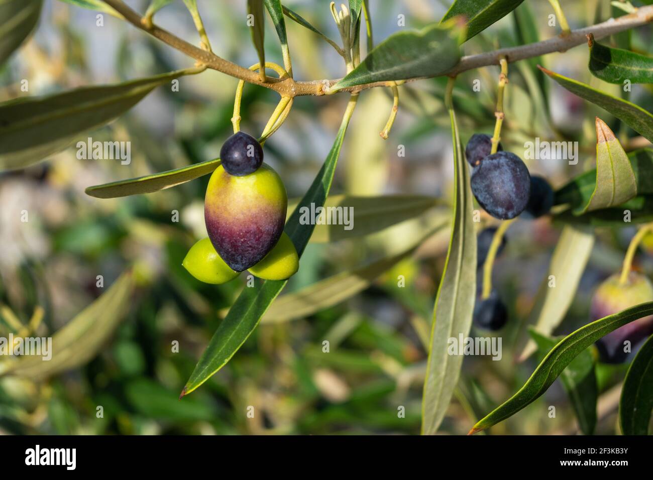 Kalamata olives on a tree branch in a summer orchard Stock Photo - Alamy