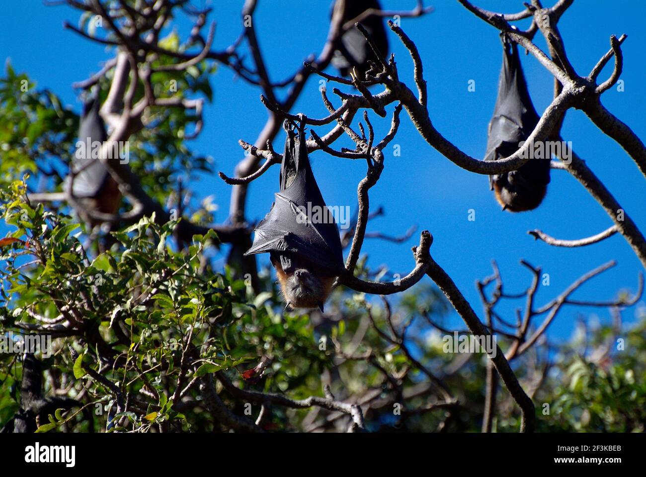 Flying foxes hanging in tree hi-res stock photography and images - Alamy