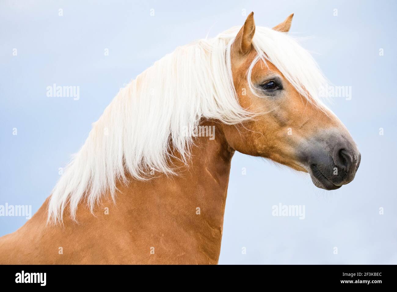 Haflinger Horse. Portrait of chestnut gelding on a pasture. Germany ...