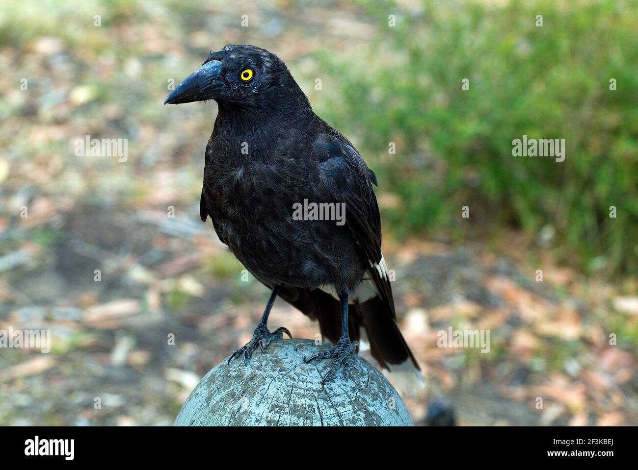 Pied currawong hi-res stock photography and images - Alamy