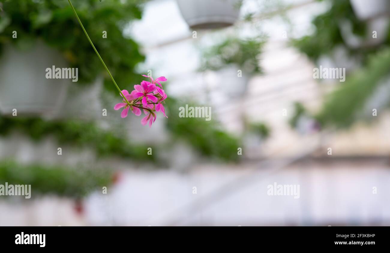 Beautiful greenhouse plants in spring, botanic business Stock Photo - Alamy