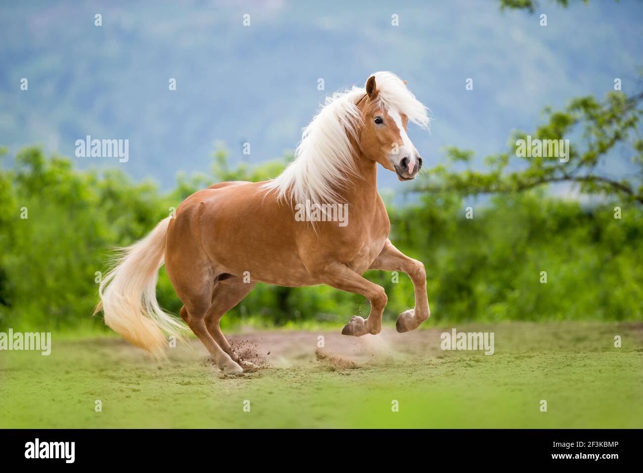 Haflinger Horse. Stallion Amigo rearing on a meadow. Germany Stock ...