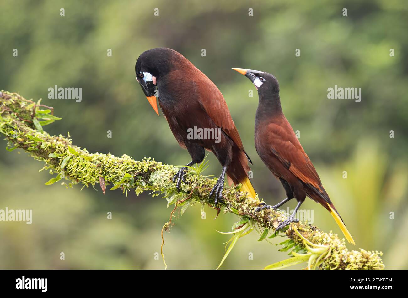 Montezuma oropendola hi-res stock photography and images - Alamy