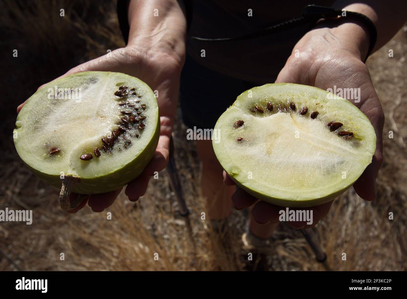 Bush melon in the Australian Outback Stock Photo - Alamy