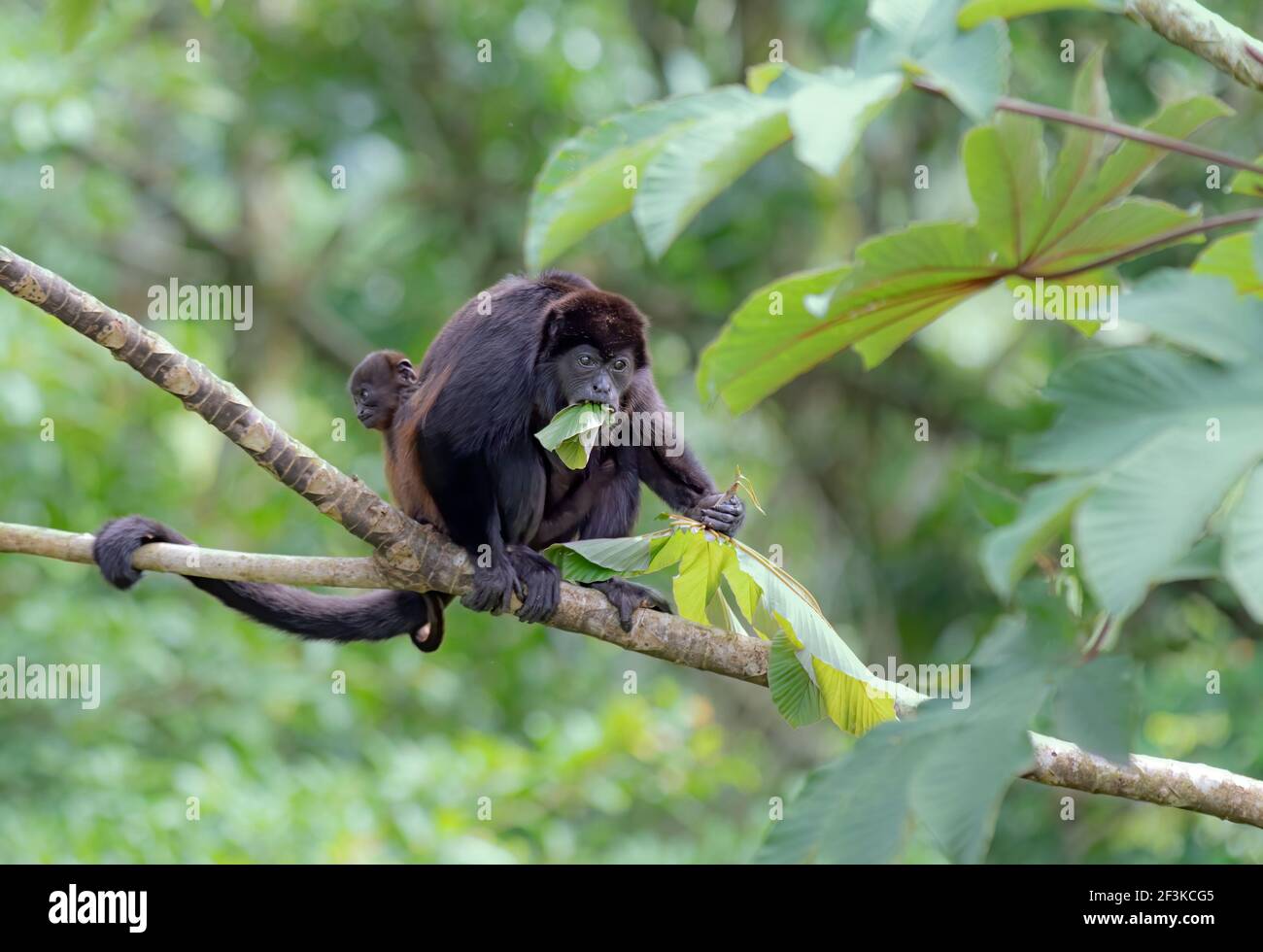 Howler monkey and baby sitting on a branch in the tropical jungles of ...