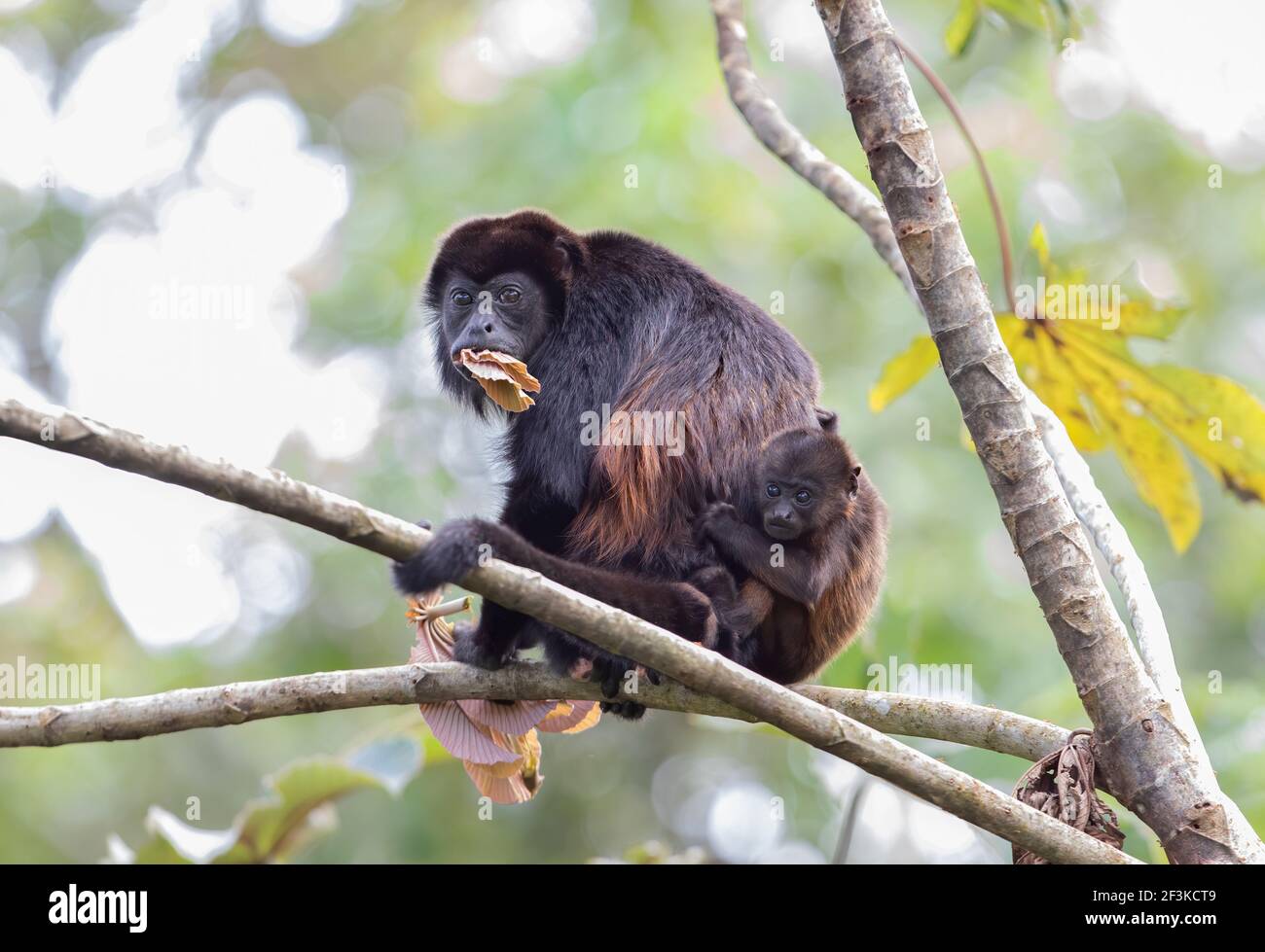 Howler monkey and baby sitting on a branch in the tropical jungles of ...