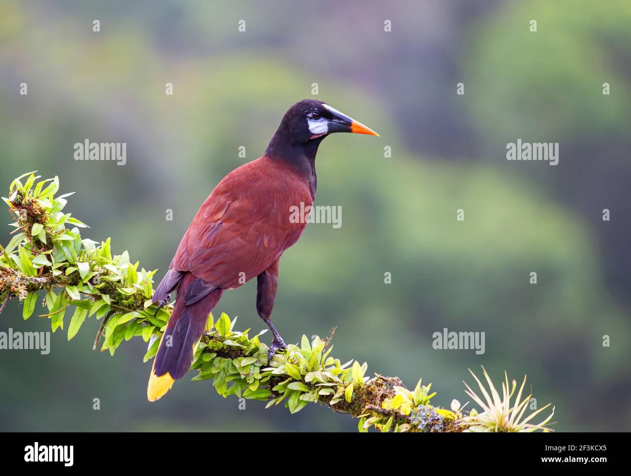 Montezuma oropendola hi-res stock photography and images - Alamy