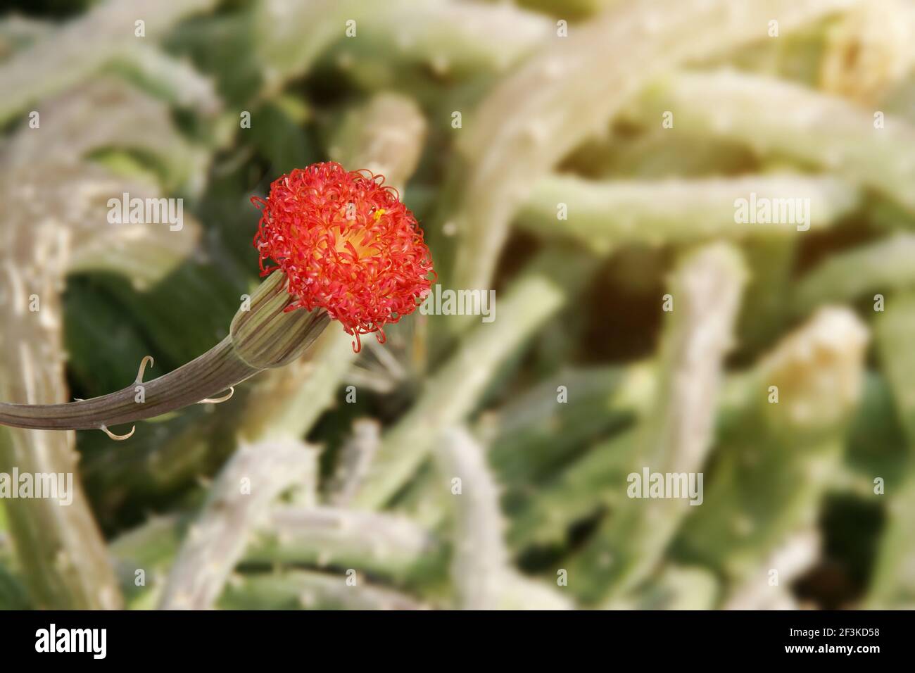 Blooming Red Flower of Kleinia pendula, Inch Worm Succulent Plant on ...